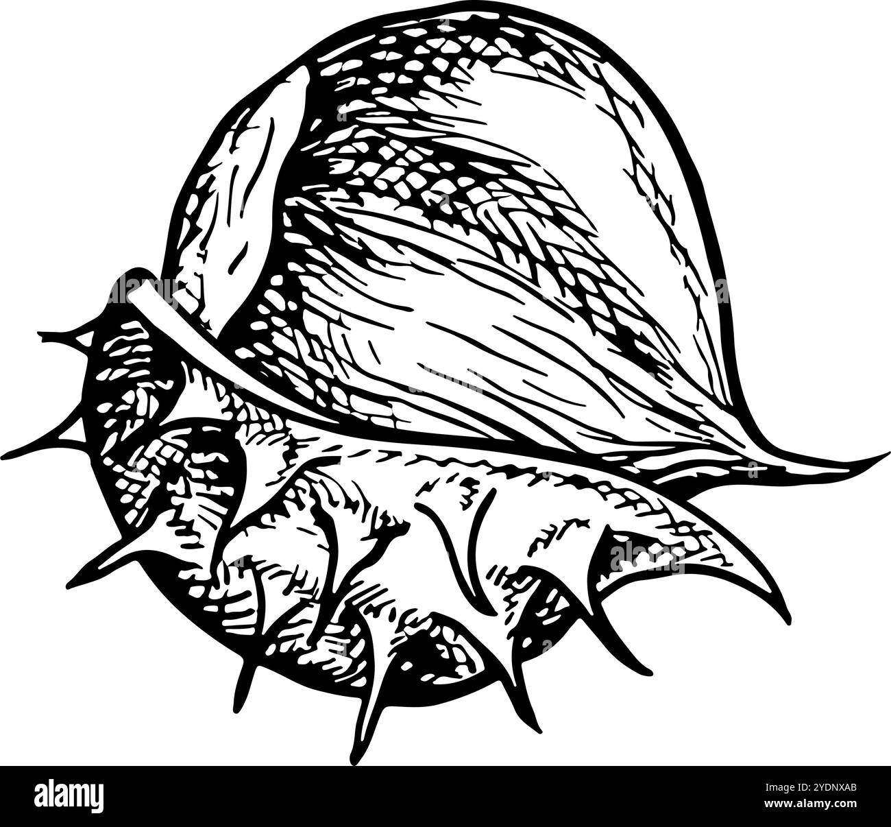 Chestnut in the peel. Vector graphics depicting the fruits of a ripe ...