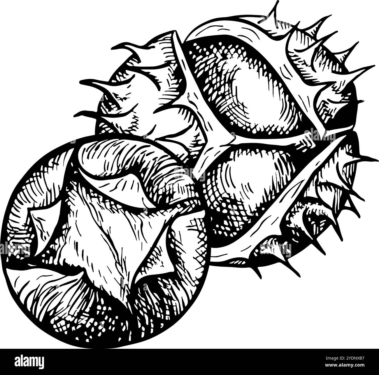 The chestnut is peeled and fried. Vector graphics depicting the fruits ...