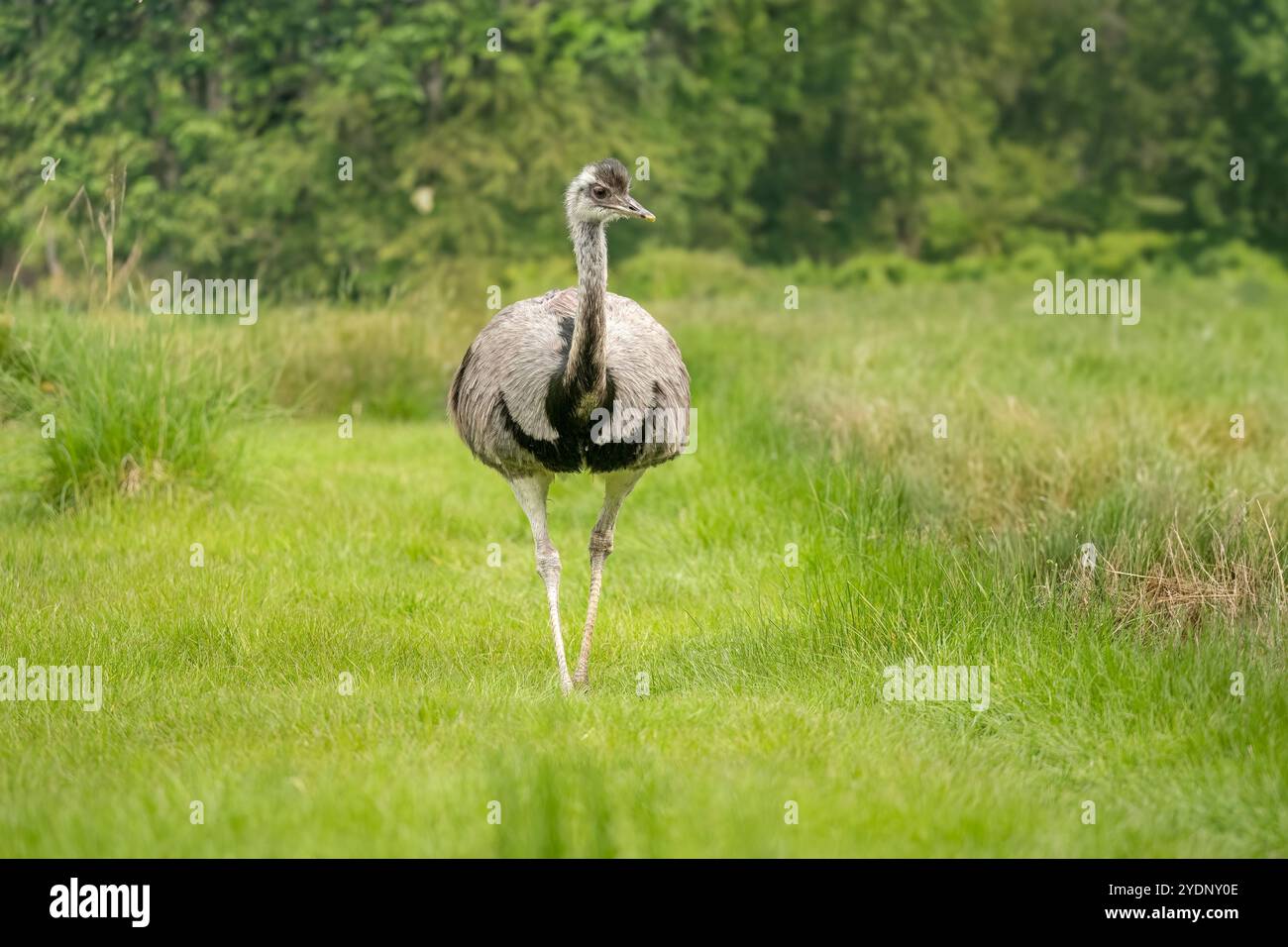 Close up emu standing hi-res stock photography and images - Alamy