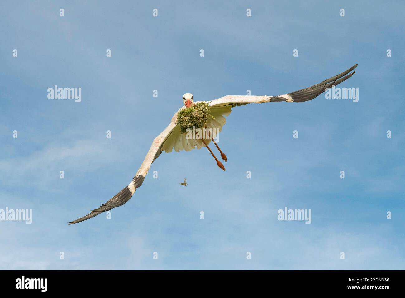 Crane flying close up with a blue sky background and nesting material ...