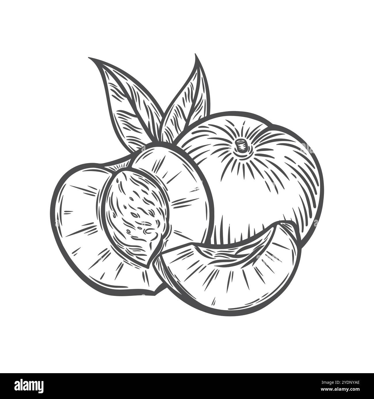 a peach in the style of a line drawing Stock Vector Image & Art - Alamy