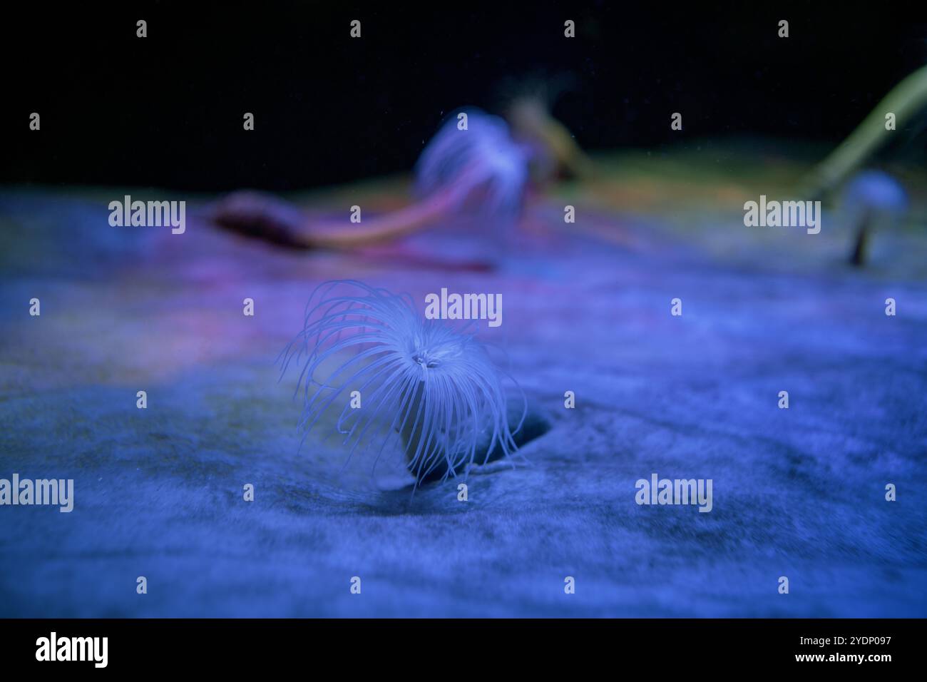 Zoo plankton atlantic hi-res stock photography and images - Alamy