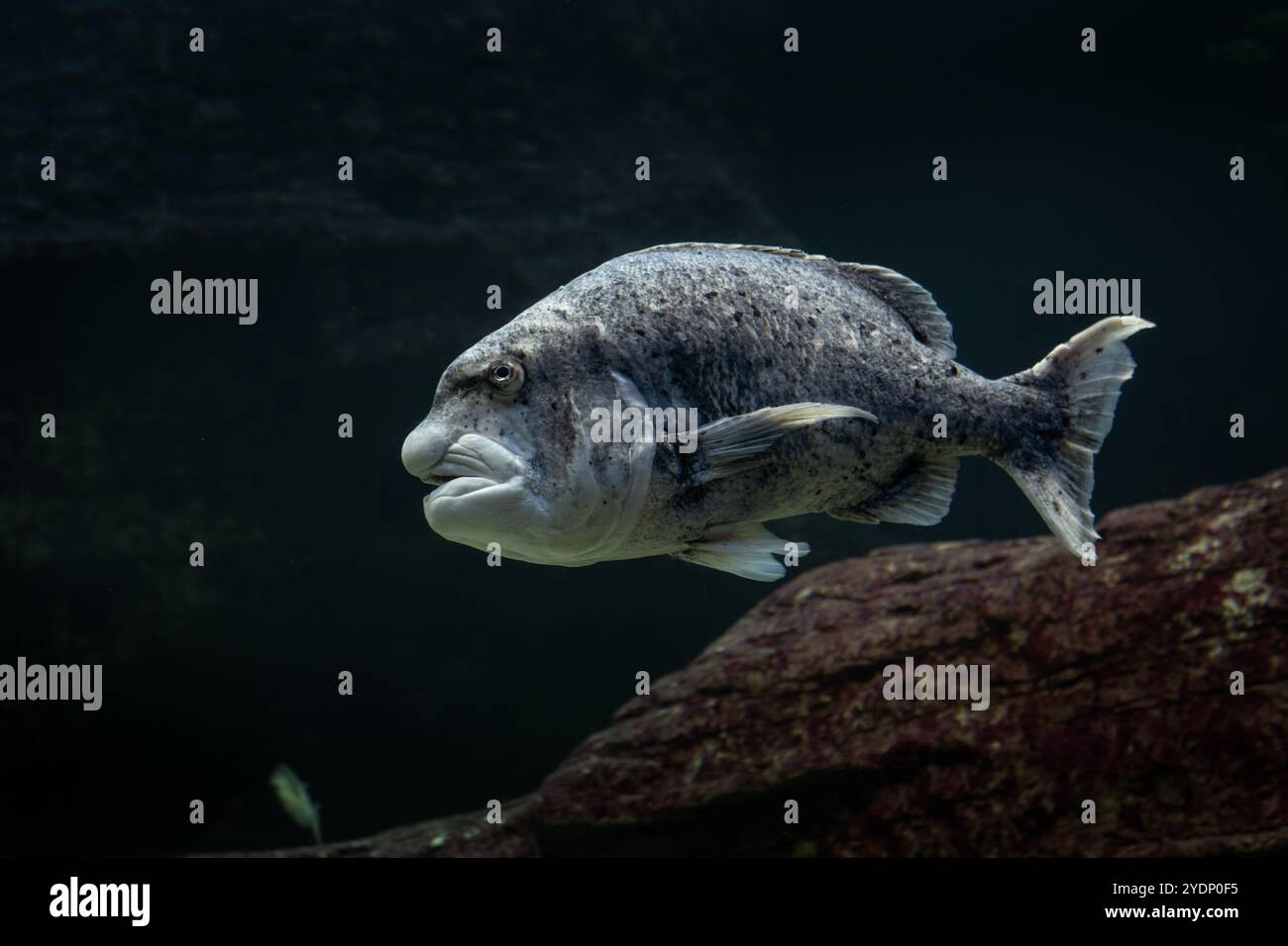 Black musselcracker in Cape town aquarium. Fish with strange face ...