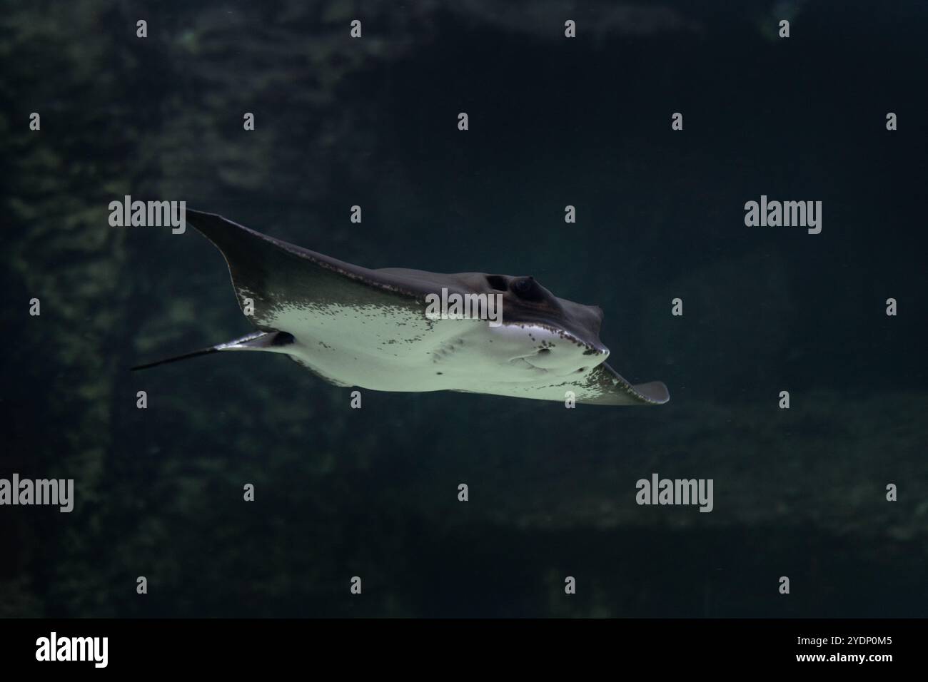 Eagle ray in Cape town aquarium. Marine life around africa's coast ...