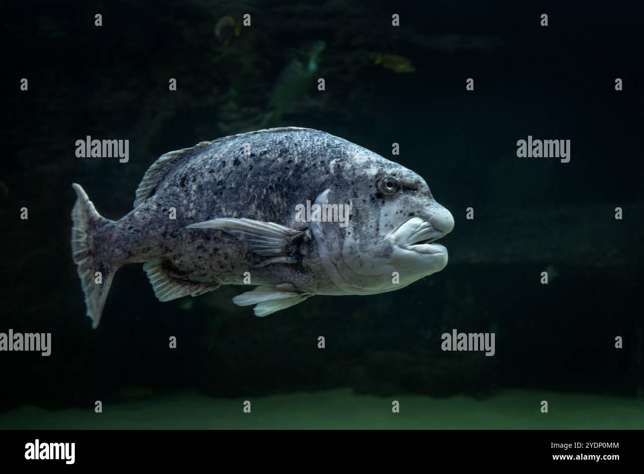 Black musselcracker in Cape town aquarium. Fish with strange face ...