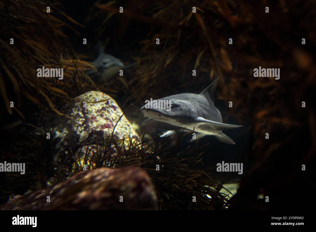 Spotted gully shark in the kelp forest. Triakis megalopterus in Two ...