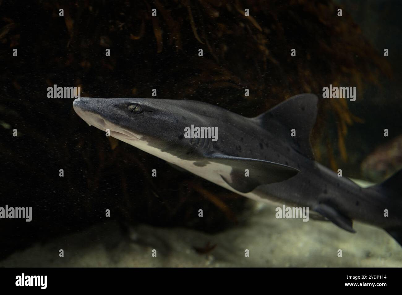 Spotted gully shark in the kelp forest. Triakis megalopterus in Two ...