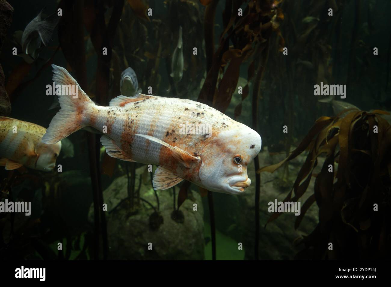 Roman fish in the kelp forest. Chrysoblephus laticeps in Two ocean ...