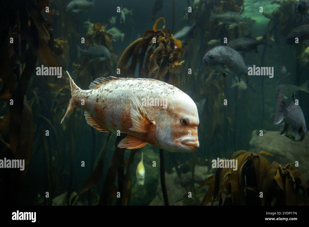 Roman fish in the kelp forest. Chrysoblephus laticeps in Two ocean ...