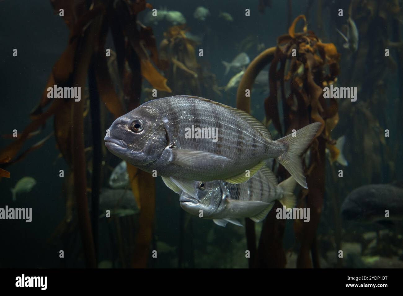 Rhabdosargus globiceps fish in the kelp forest. White stumpnose in Two ...