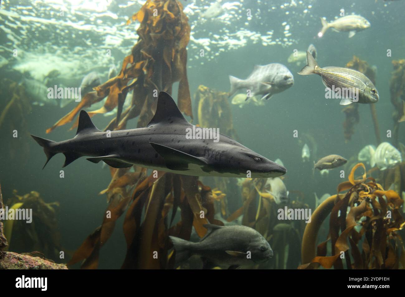Spotted gully shark in the kelp forest. Triakis megalopterus in Two ocean aquarium in Cape Town ...