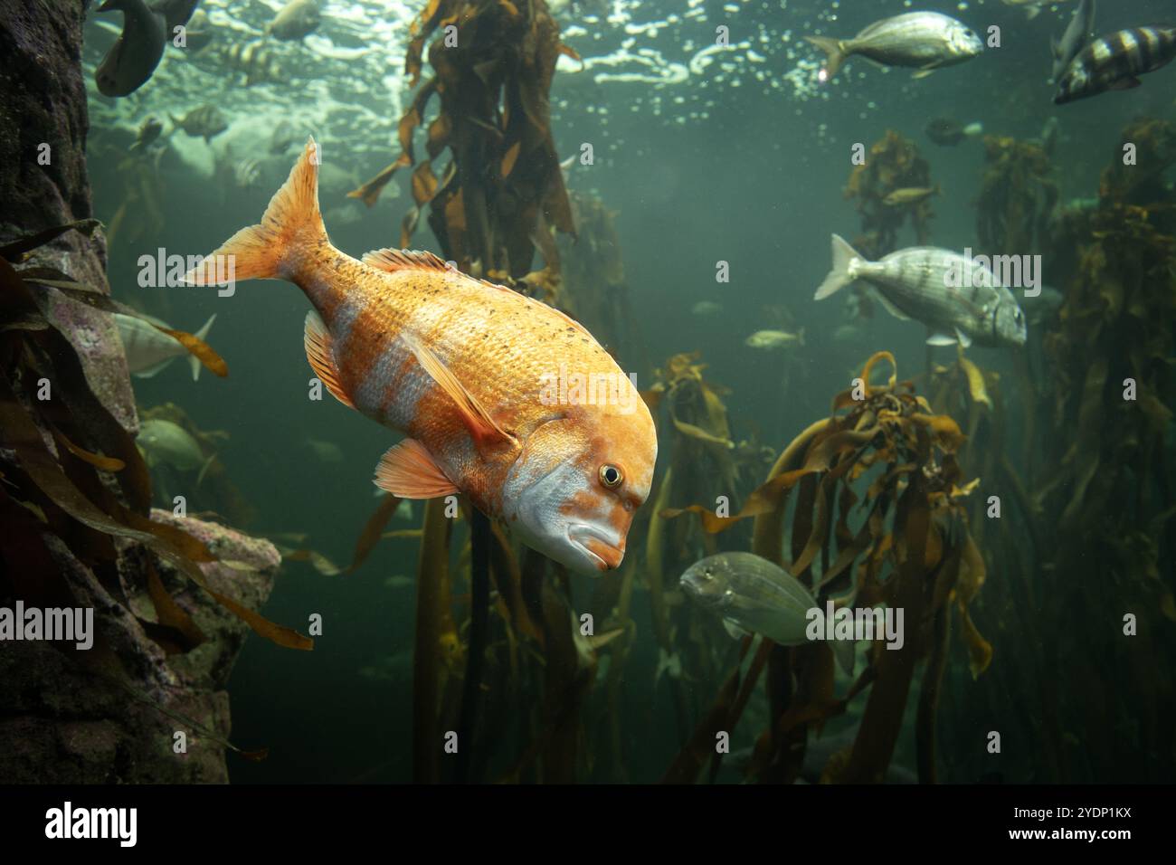 Roman fish in the kelp forest. Chrysoblephus laticeps in Two ocean ...