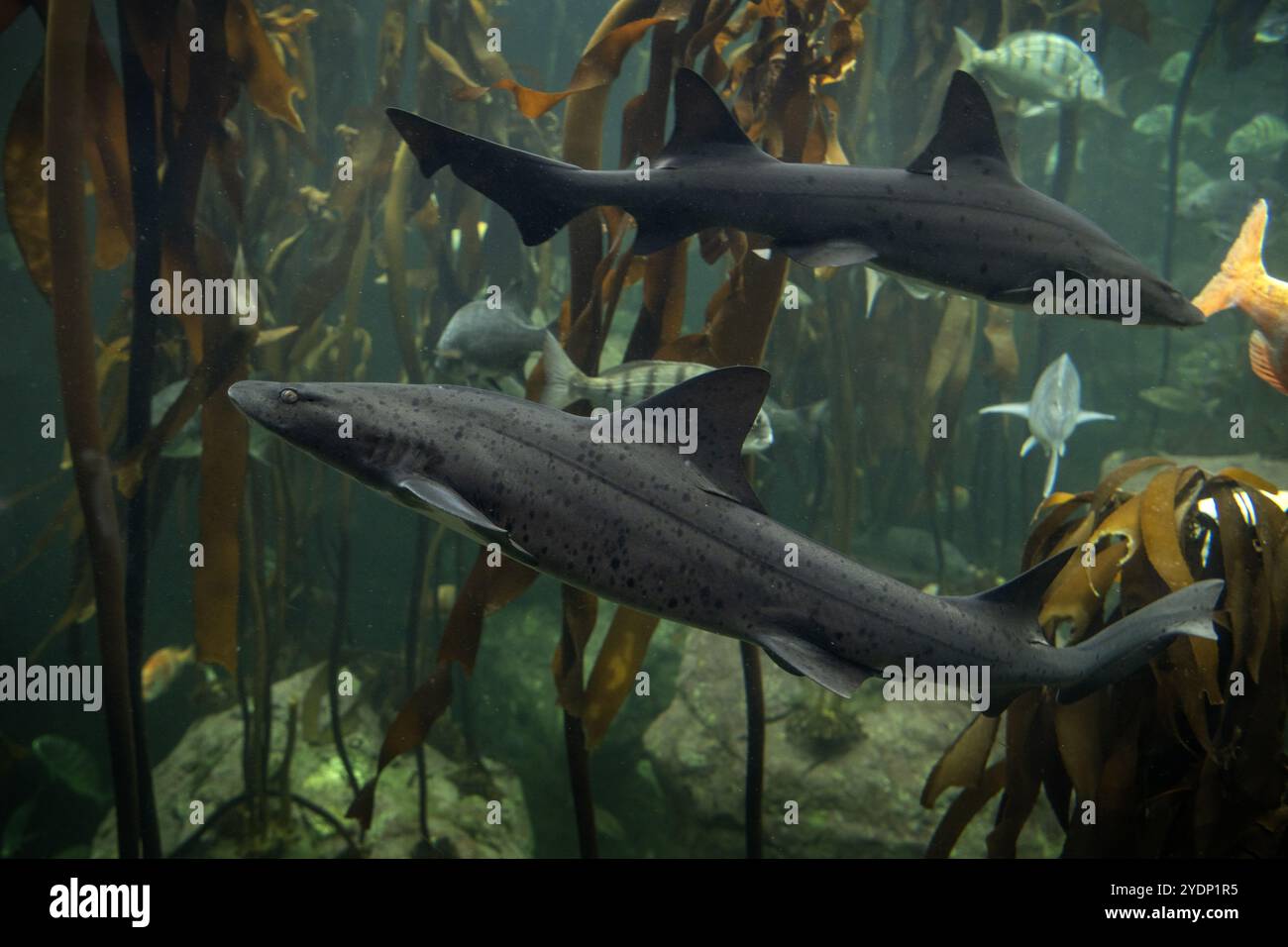 Spotted gully shark in the kelp forest. Triakis megalopterus in Two ...
