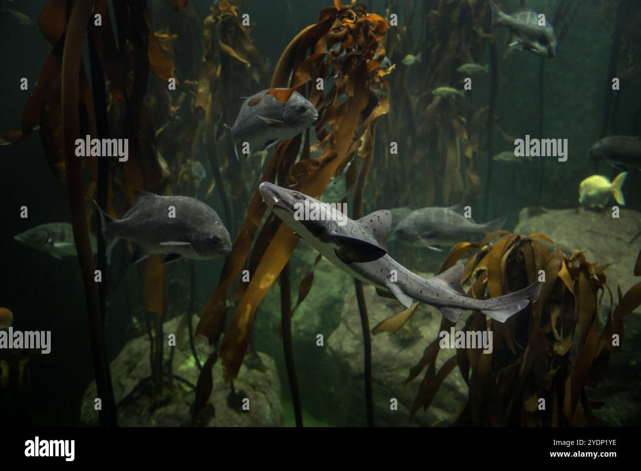 Spotted gully shark in the kelp forest. Triakis megalopterus in Two ...