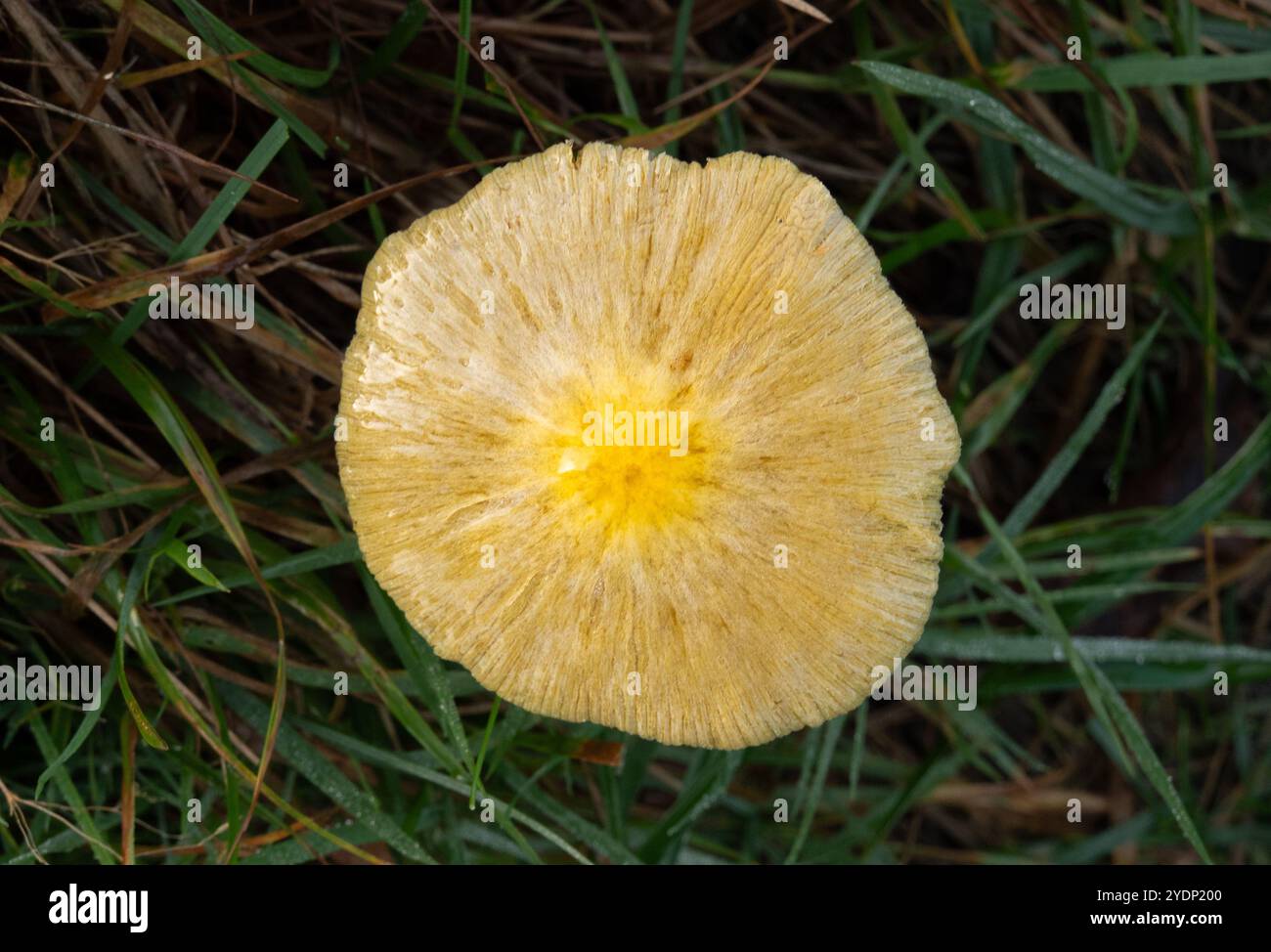 Yellow mushroom, Bolbitius titubans, also known as Sunny side up ...