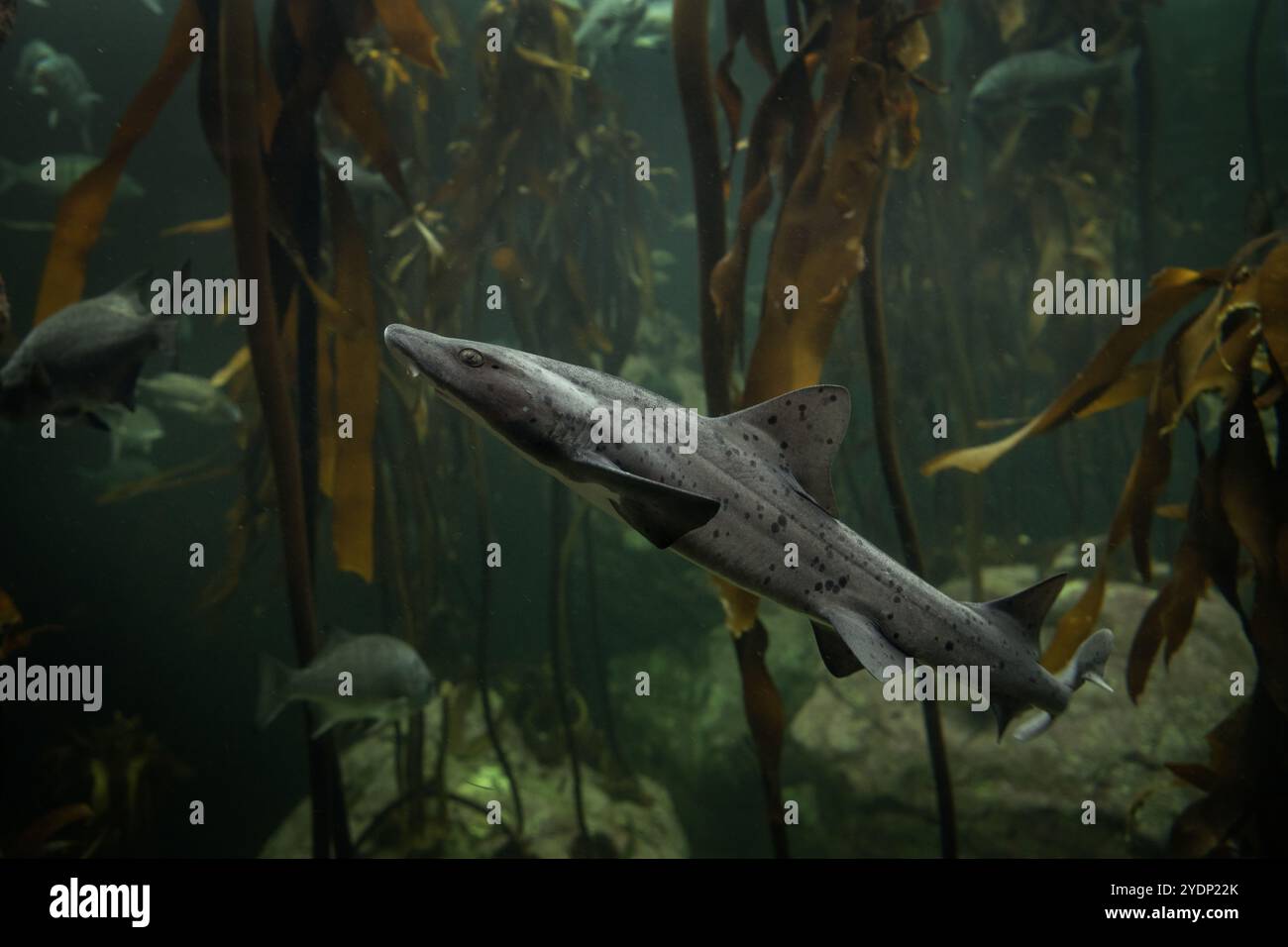 Spotted gully shark in the kelp forest. Triakis megalopterus in Two ...