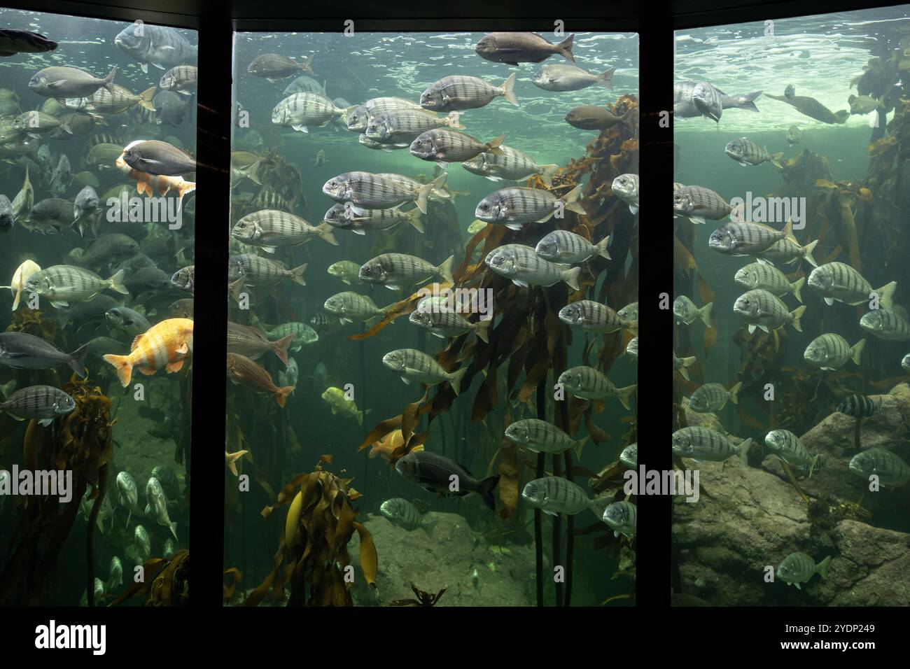 Rhabdosargus globiceps fish in the kelp forest. White stumpnose in Two ...