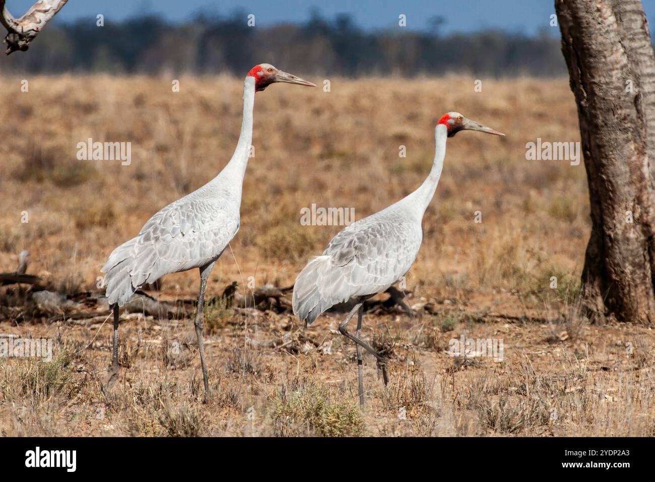 Pair of Australian Brolga's photographed in outback Queensland Stock ...