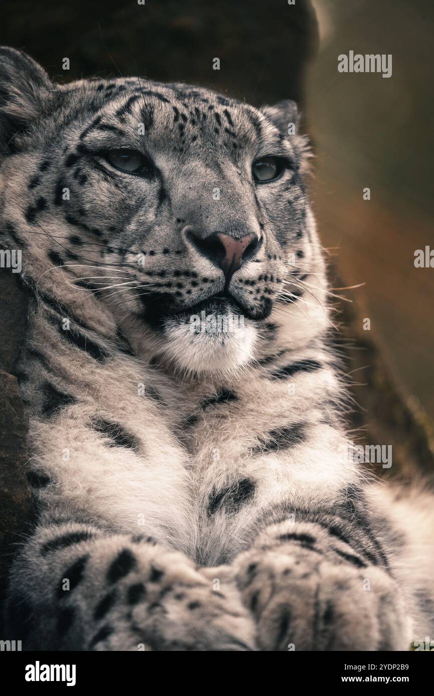 Dangerous snow leopard hi-res stock photography and images - Alamy