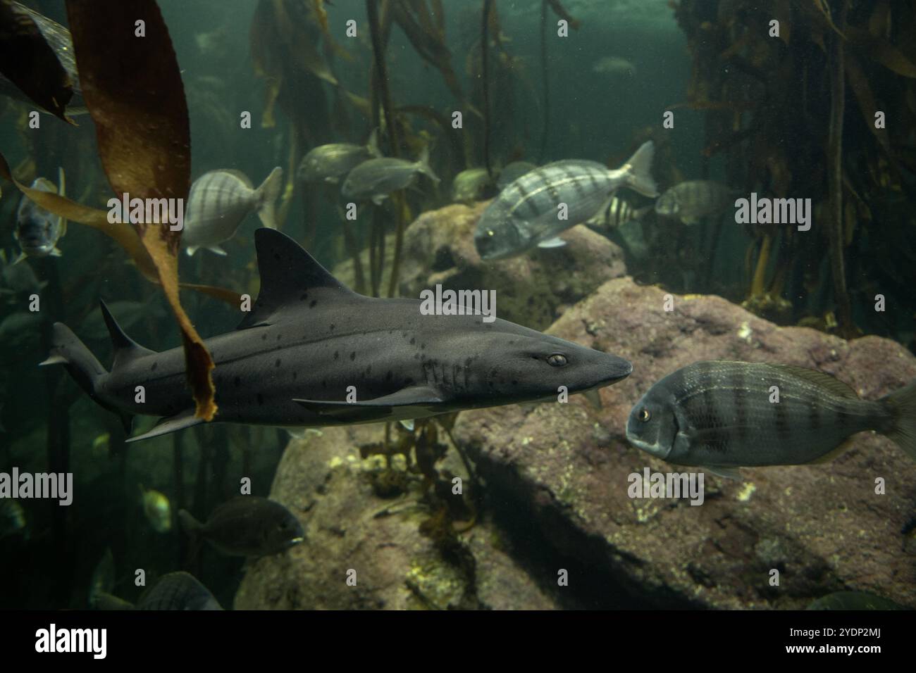 Spotted gully shark in the kelp forest. Triakis megalopterus in Two ocean aquarium in Cape Town ...