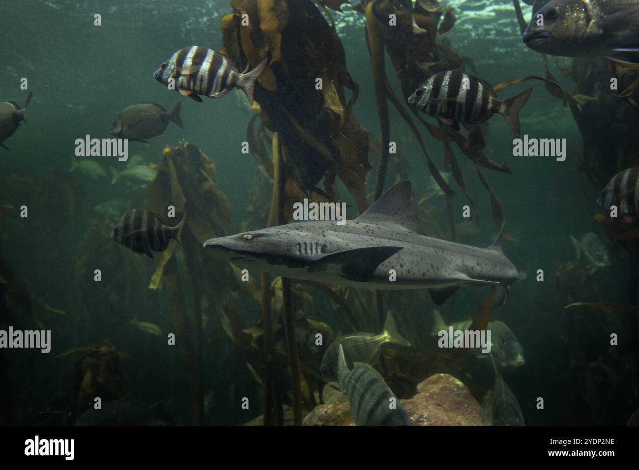 Spotted gully shark in the kelp forest. Triakis megalopterus in Two ...