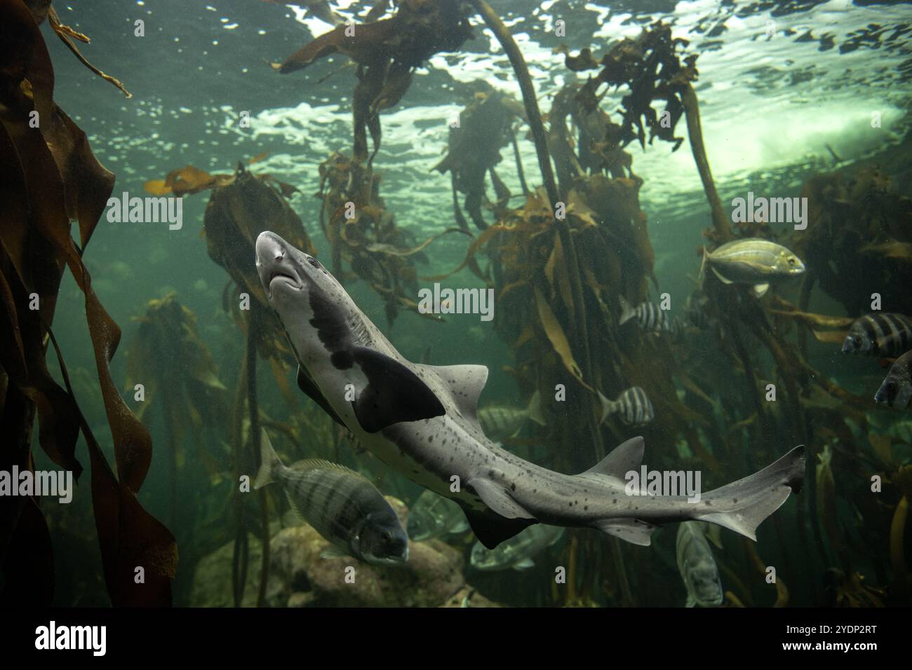 Spotted gully shark in the kelp forest. Triakis megalopterus in Two ocean aquarium in Cape Town ...
