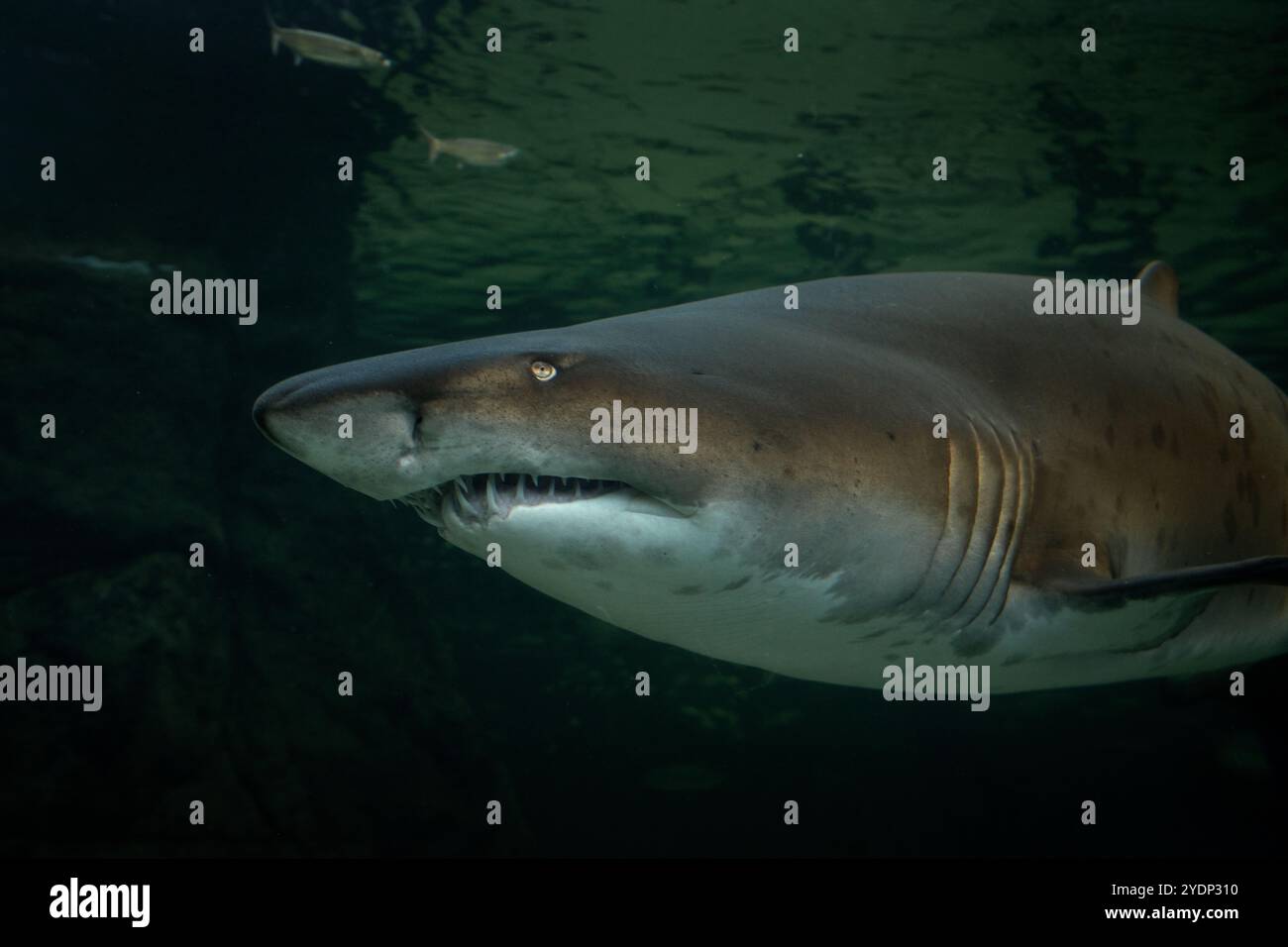 Sand tiger shark in the kelp forest. Carcharias taurus in Two ocean ...