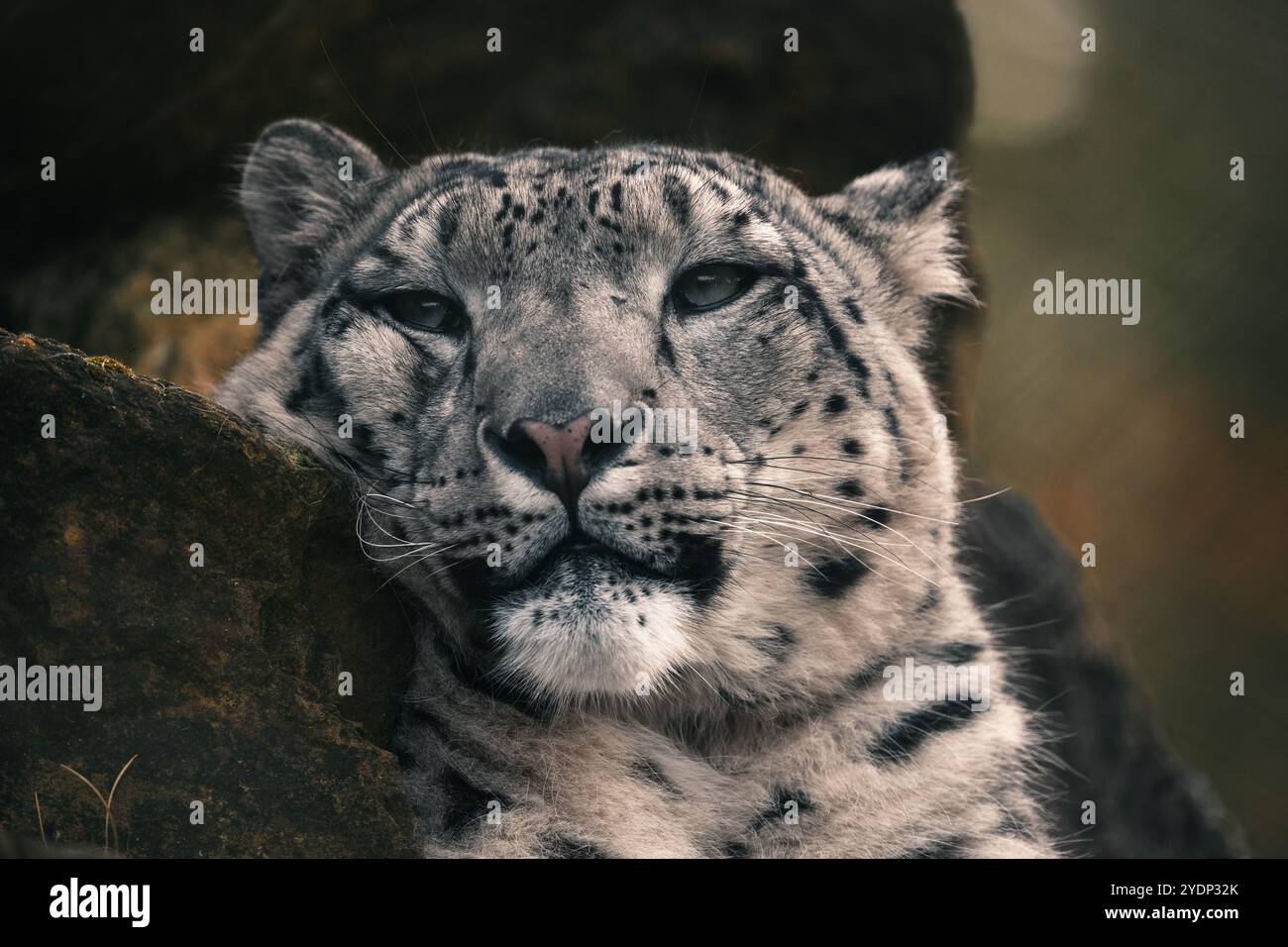 Snow leopard wild cat face closeup Stock Photo - Alamy