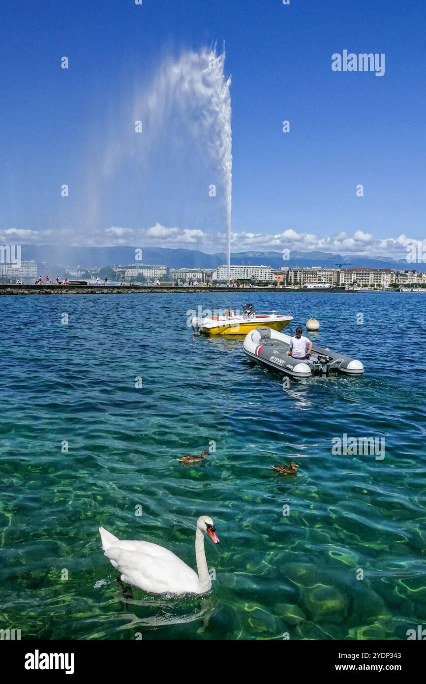 A swan swims with the Jet d’Eau or La Rade fountain sending a jet of ...