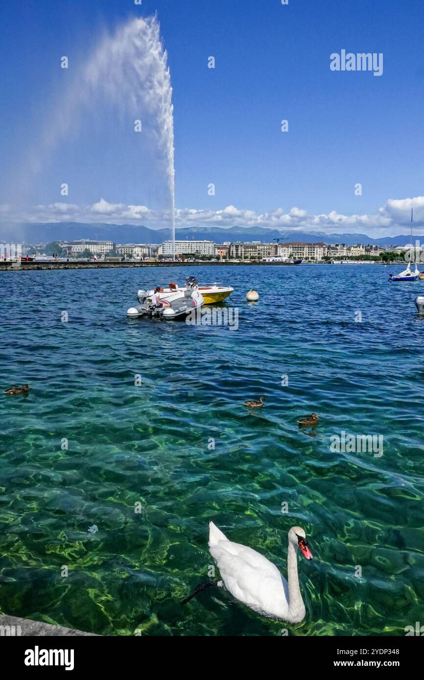 A swan swims with the Jet d’Eau or La Rade fountain sending a jet of ...