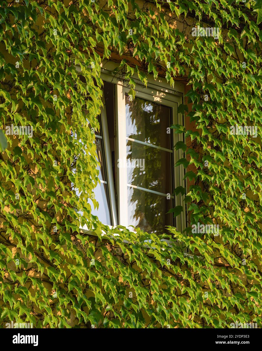 Large open window with white platbands and ivy covered wall. Plant ...