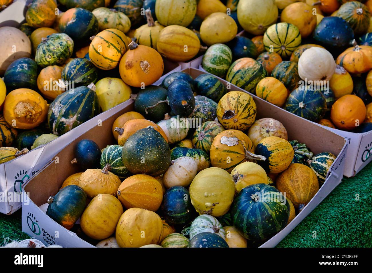 A collection of various sizes and colors of gourds, some with green and ...