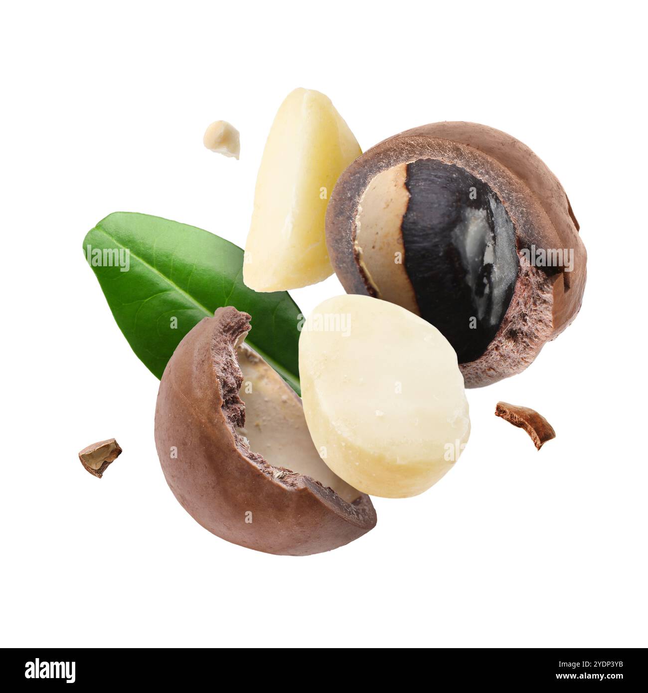 Macadamia nut and green leaf in air on white background Stock Photo - Alamy
