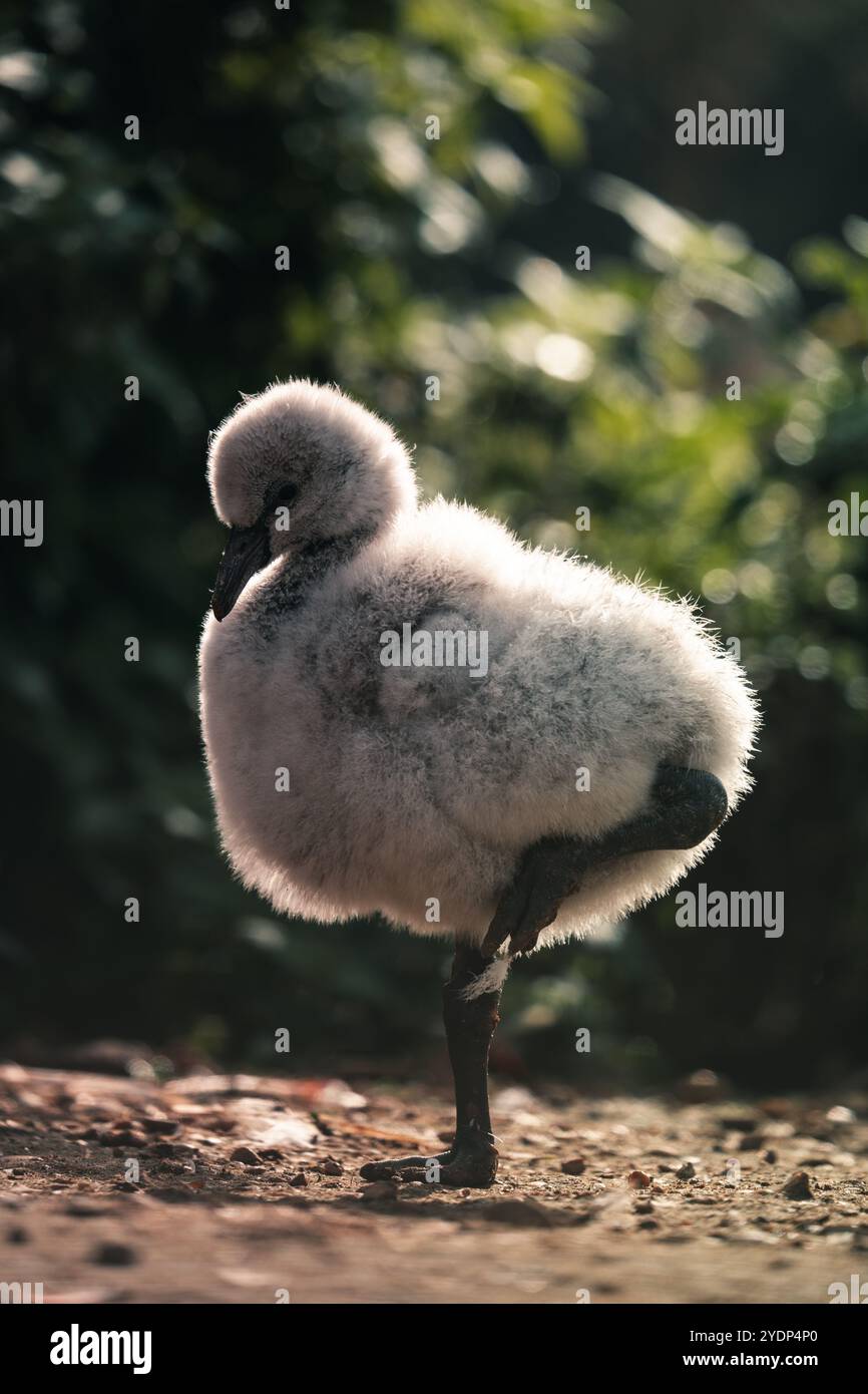 Baby flamingo cute hi-res stock photography and images - Alamy