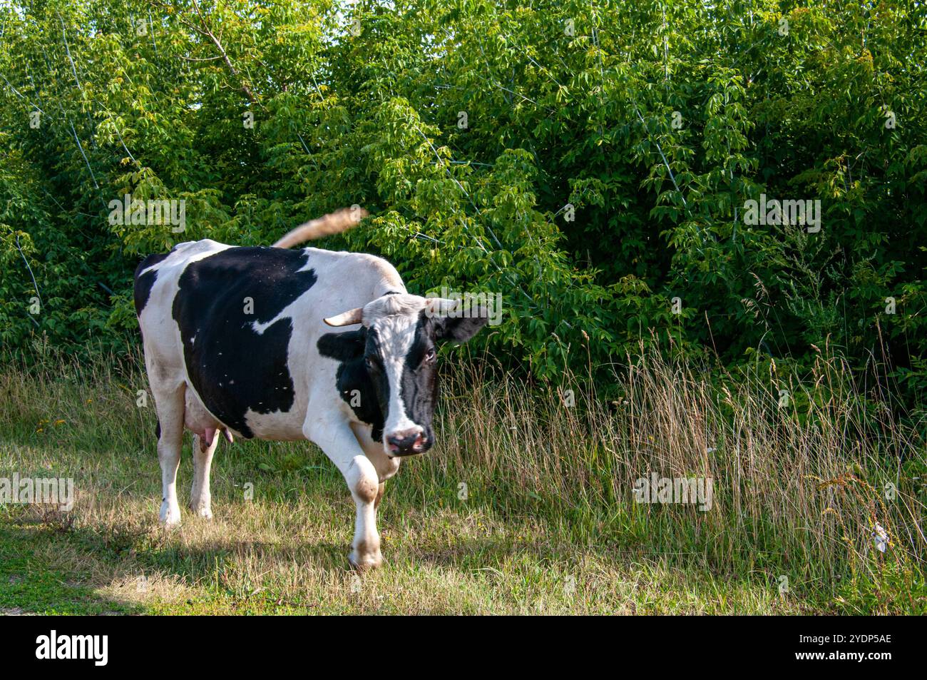 Animals A cow grazes on the street in the village Samara Samara region ...