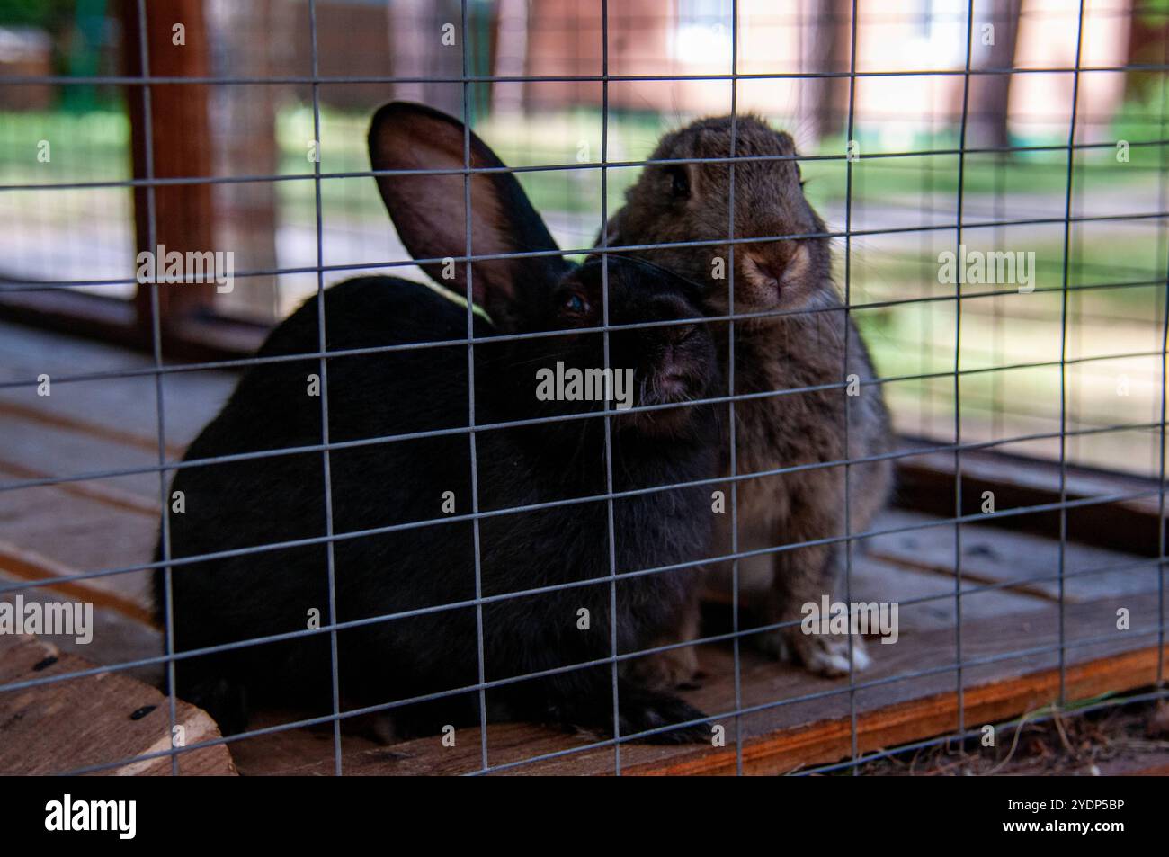 Animals Rabbits in a cage at the campsite Samara Samara region Russia ...