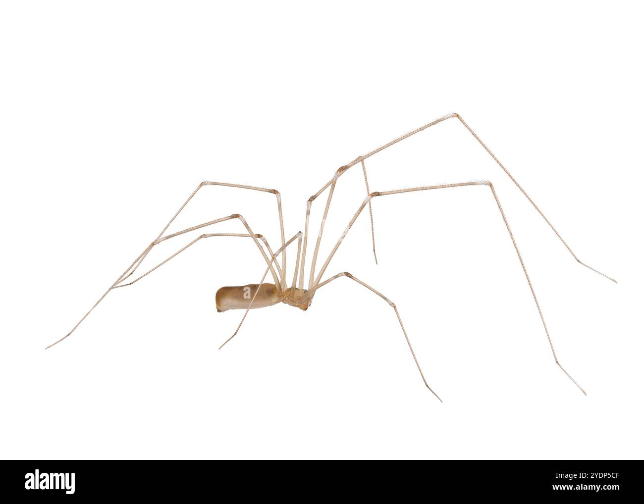 Cosmopolitan cellar spider isolated on white background, Pholcus ...