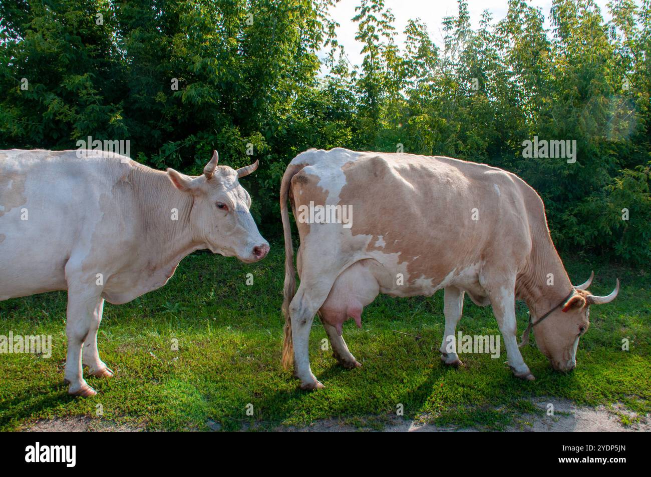 Animals A cow grazes on the street in the village Samara Samara region ...