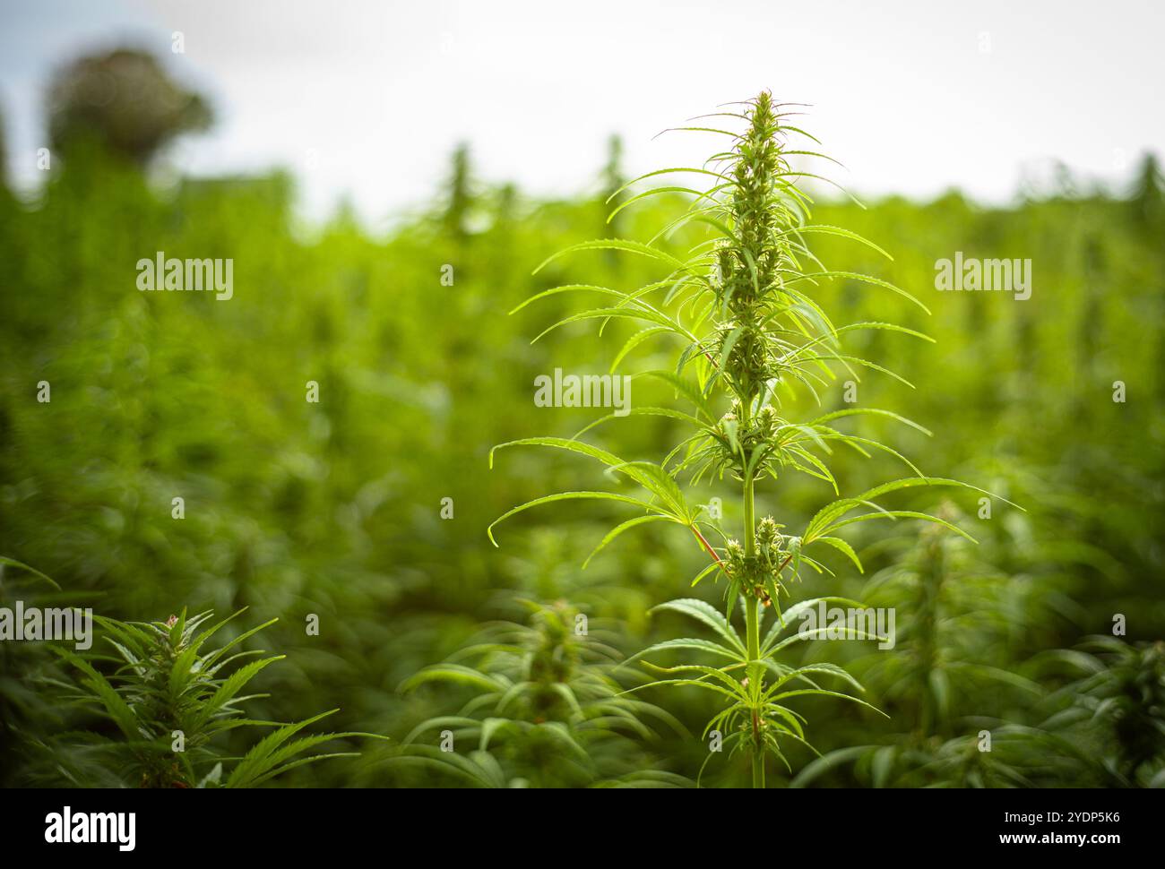 Hemp farming hi-res stock photography and images - Alamy