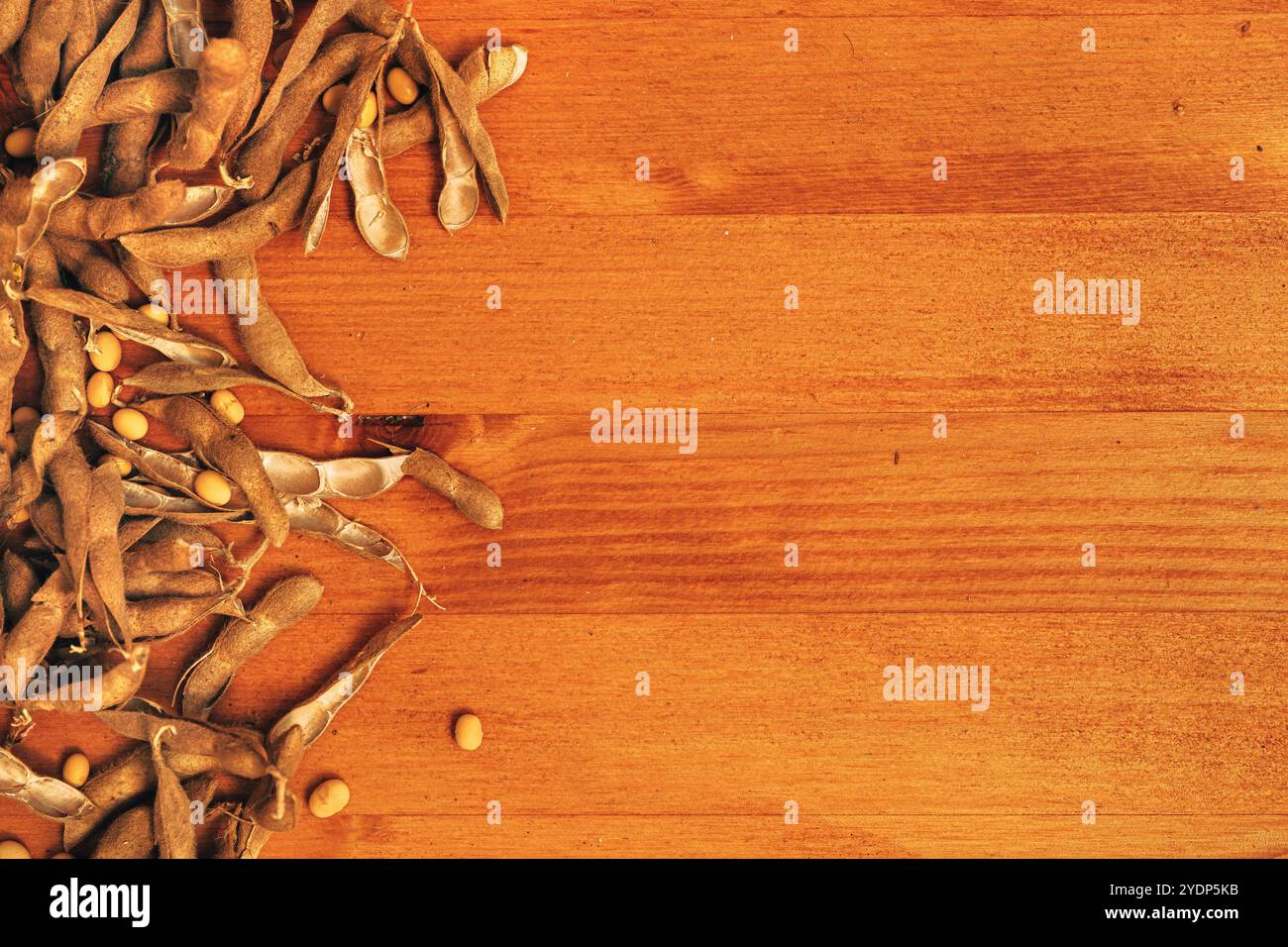 Harvested rip[e soybean pods and beans on wooden desk with copy space ...