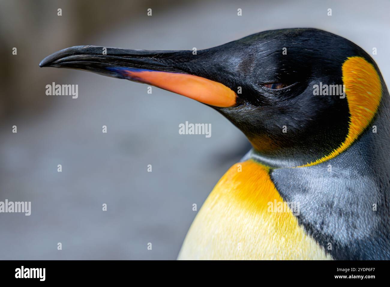 Rare black penguin hi-res stock photography and images - Alamy