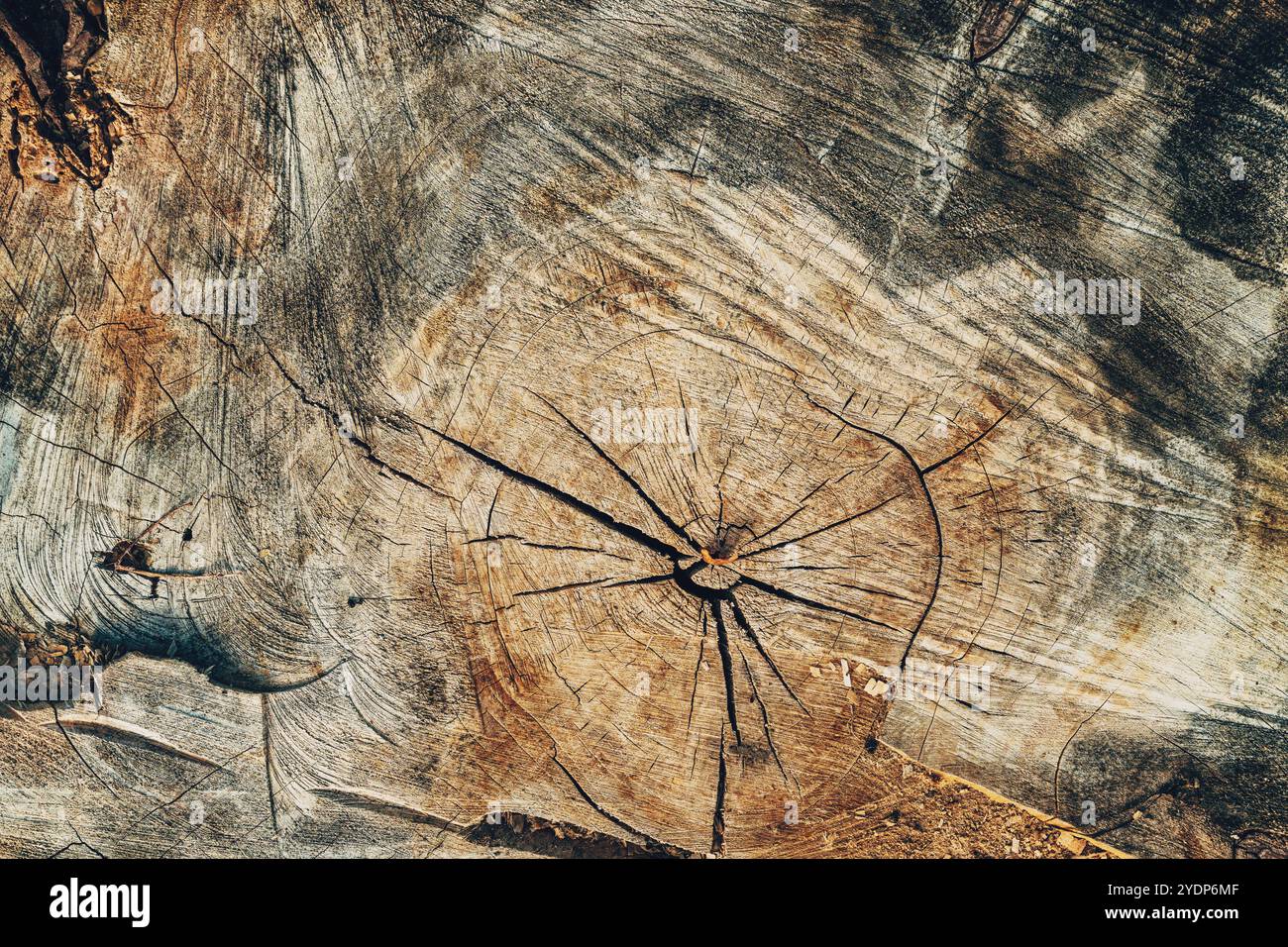 Texture of a tree trunk stump cross section from above as background ...