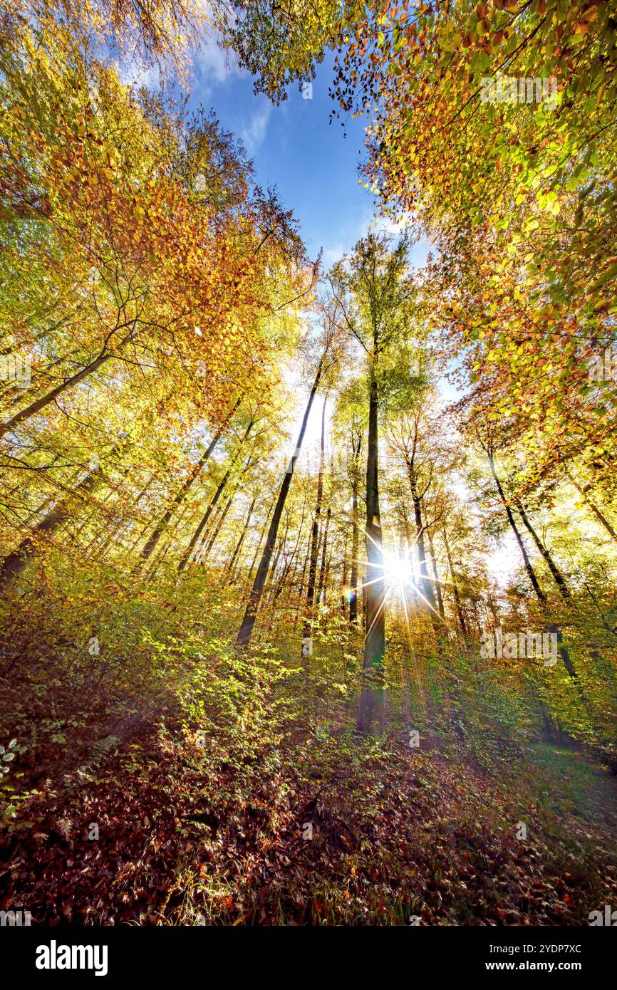 Captivating forest hi-res stock photography and images - Alamy