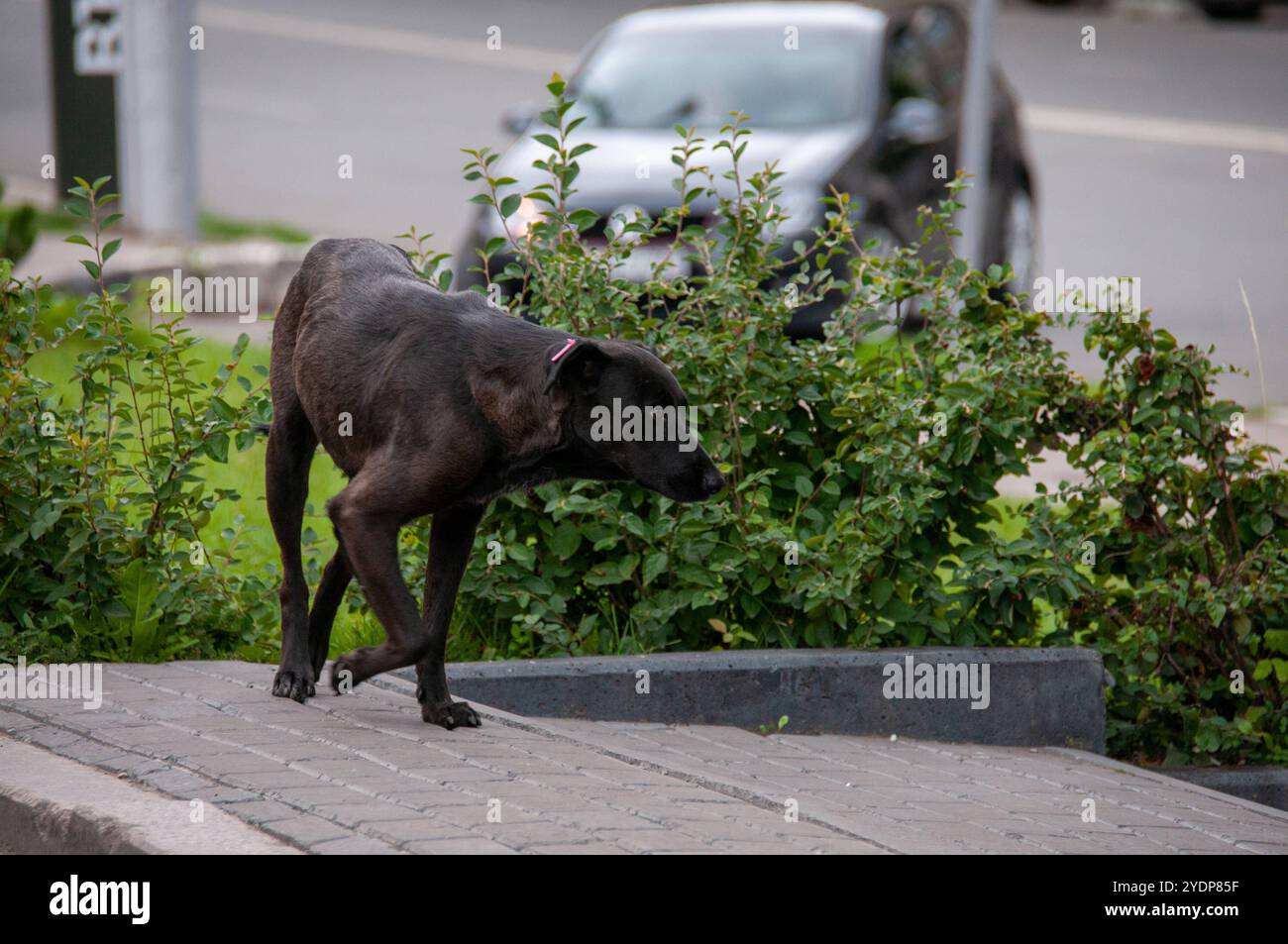 Vaccination dog russia hi-res stock photography and images - Alamy