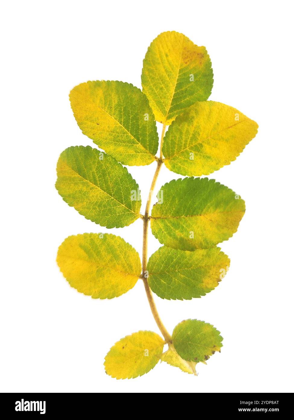 Rose Hip leaves isolated on white background Stock Photo - Alamy