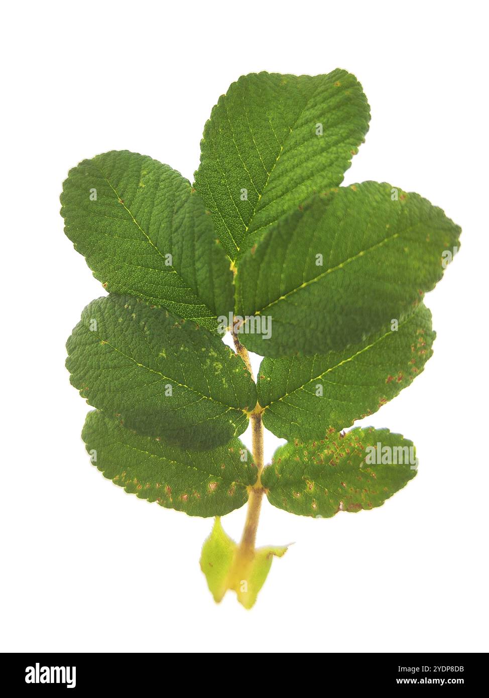 Rose Hip leaves isolated on white background Stock Photo - Alamy