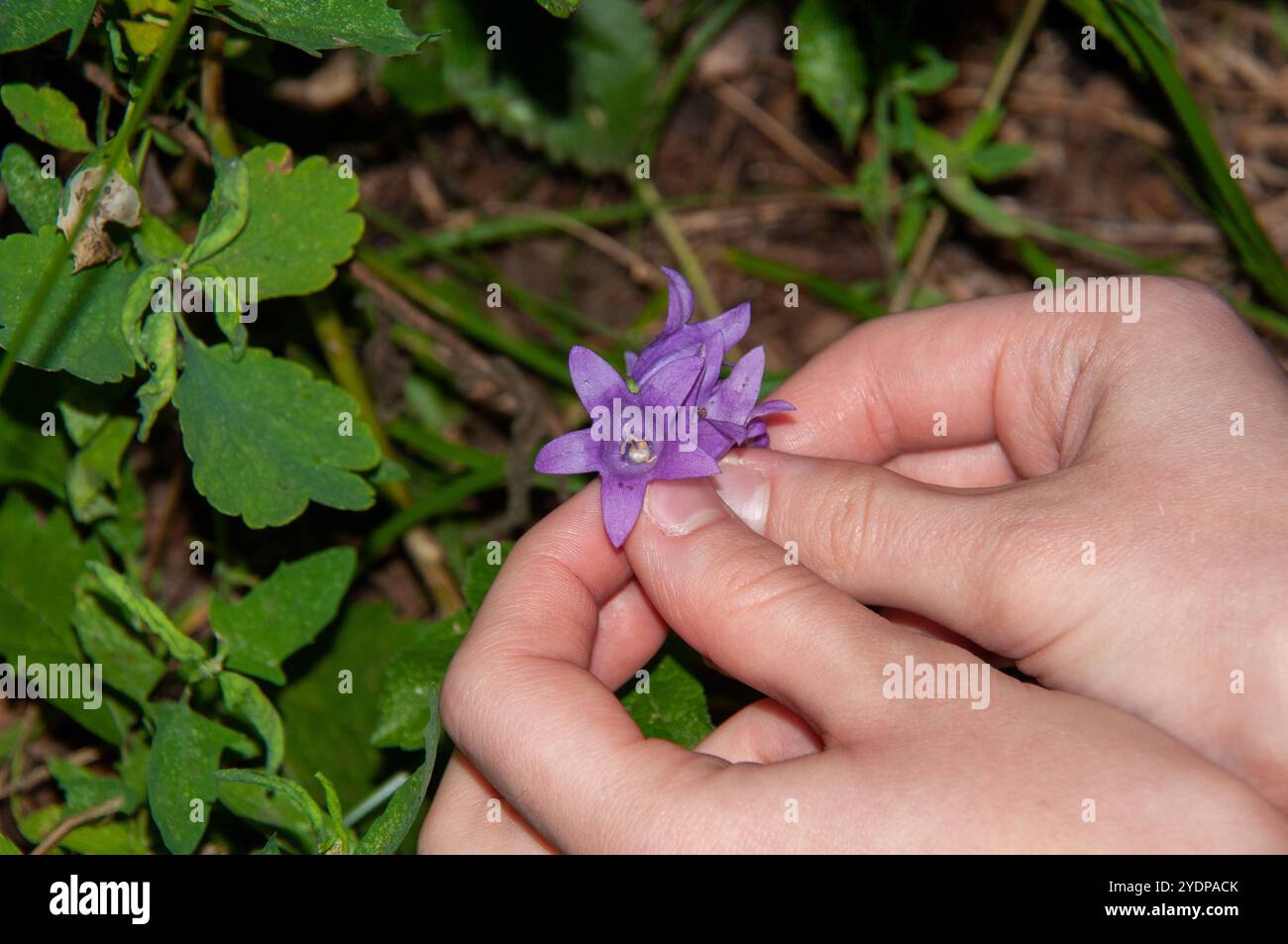 Nature The bell is crowded, the primrose grass Samara Samara region ...