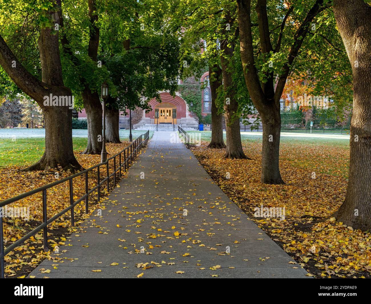 Autumn trees line a sidewalk at a public school Stock Photo - Alamy