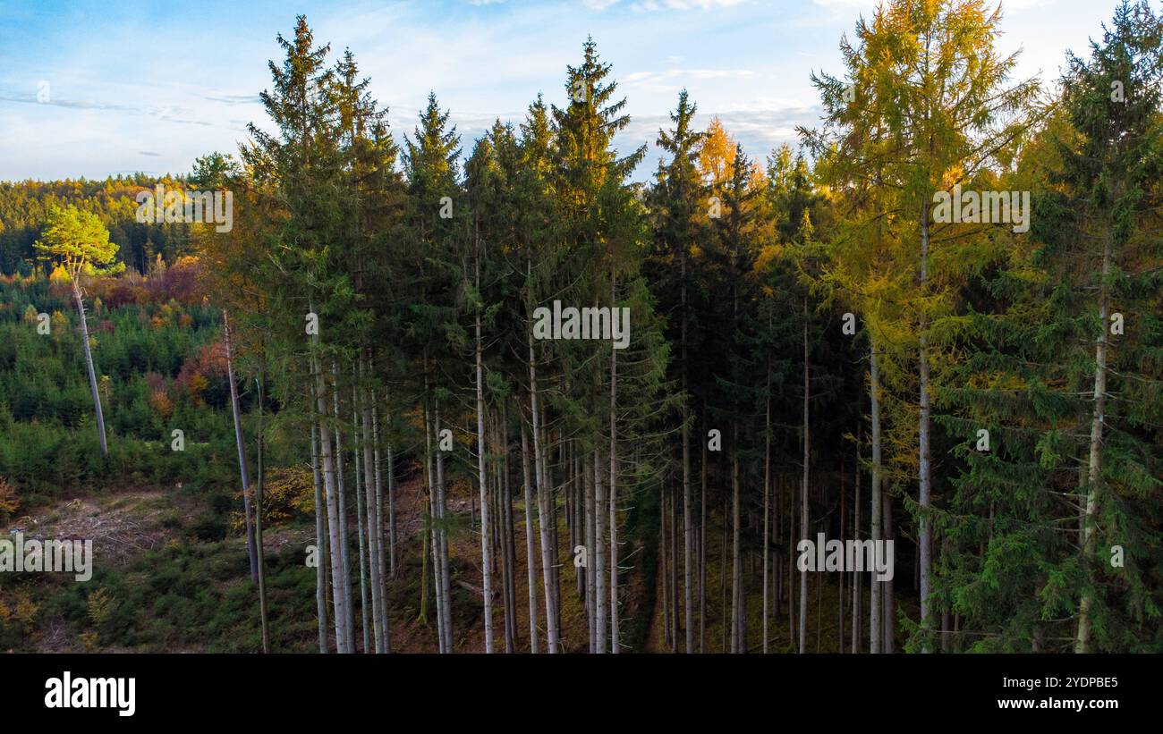 Waldforschung hi-res stock photography and images - Alamy