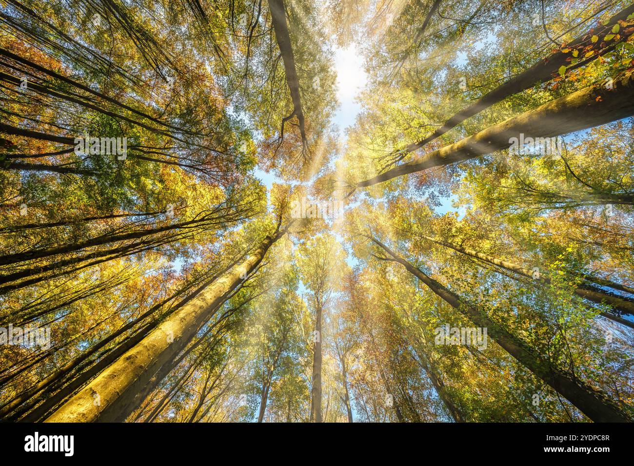 A breathtaking view featuring golden sunlight beautifully pouring ...